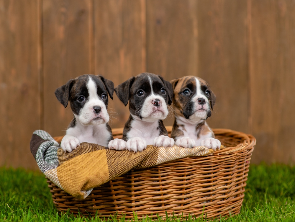 Considering a Purebred Puppy? Here’s Why It’s a Great Choice - FactAvenue
